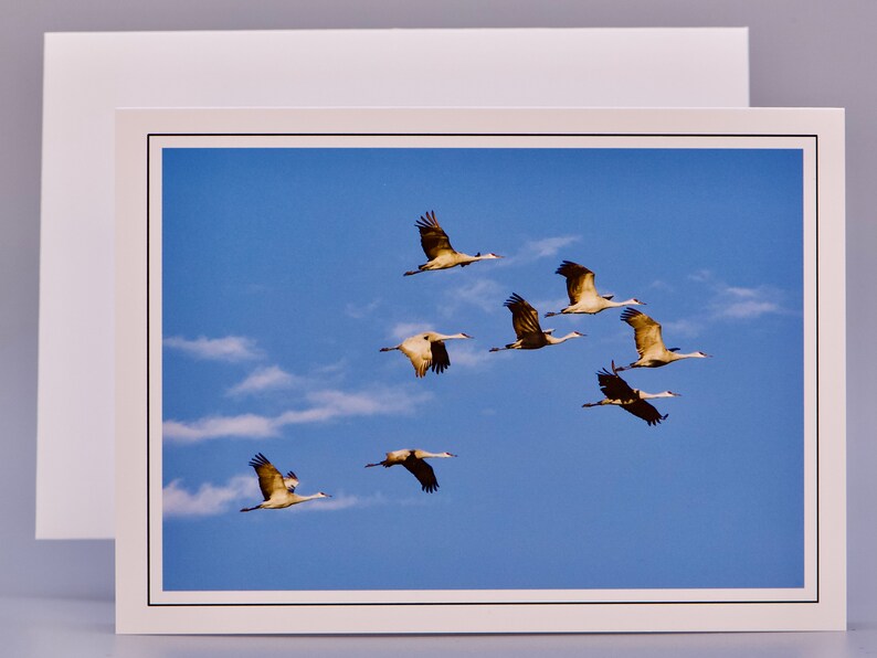 Sandhill Crane Blank Photo Note Cards Note Cards With Envelopes 60-0390 ...