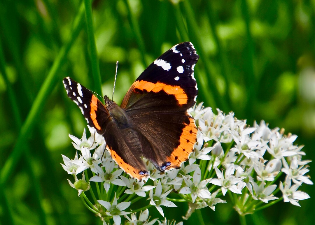 Butterfly Print - Red Admiral Butterfly on White Milkweed - Photo Print ...