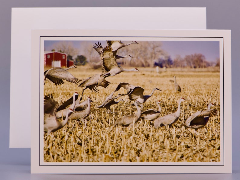Sandhill Crane Blank Photo Note Cards Note Cards With Envelopes 60-0390 ...