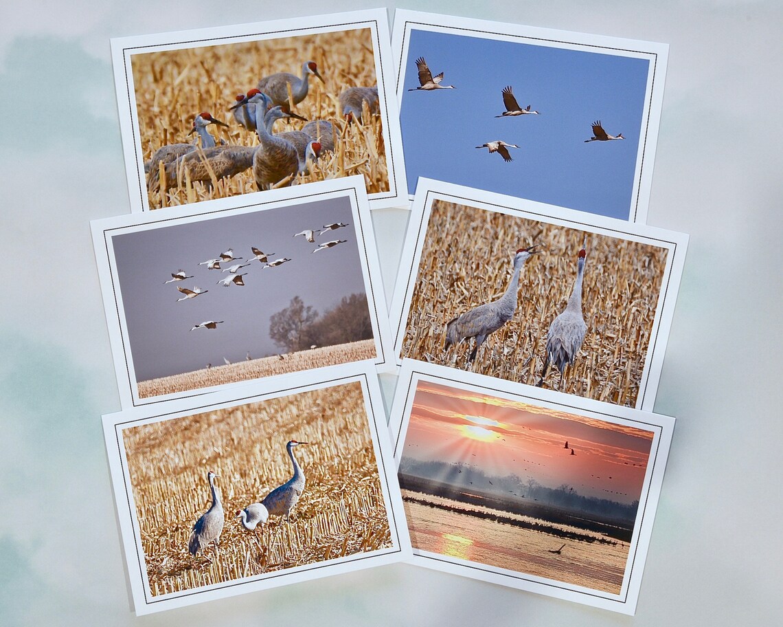 Sandhill Cranes Note Cards: All Occasion Blank Cards - 60-0090 - Etsy