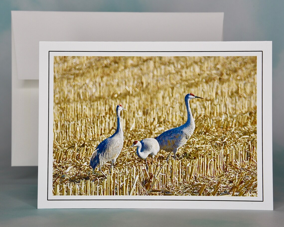Sandhill Cranes Note Cards: All Occasion Blank Cards - 60-0090 - Etsy
