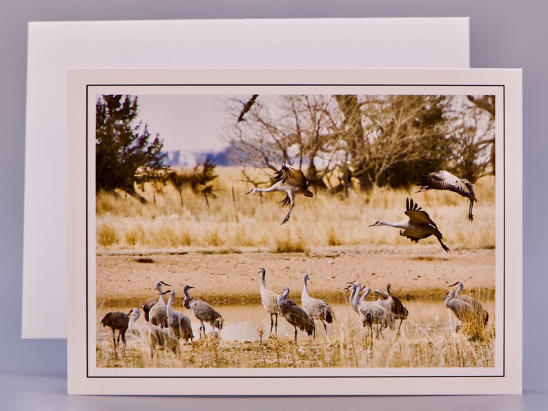 Sandhill Crane Blank Photo Note Cards Note Cards With Envelopes 60-0390 ...