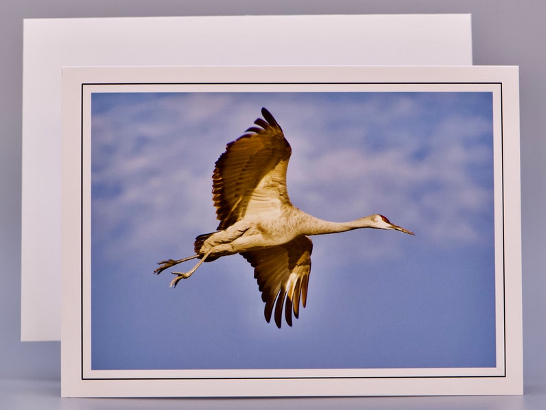 Sandhill Crane Blank Photo Note Cards Note Cards With Envelopes 60-0400 ...