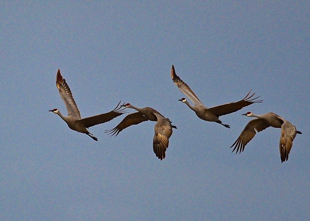 Sandhill Cranes in Flight Print - Photo Print