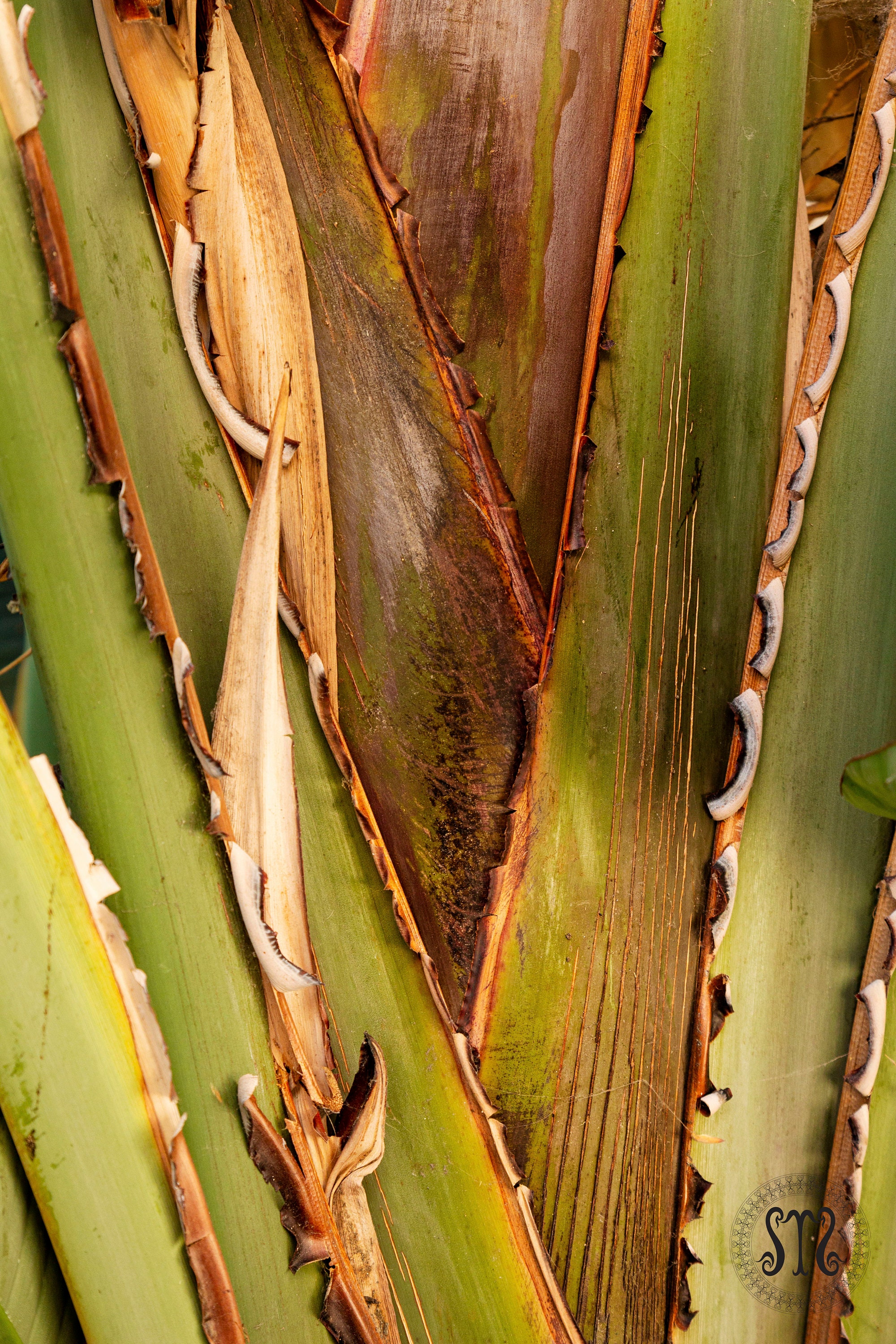 Banana Stem Texture