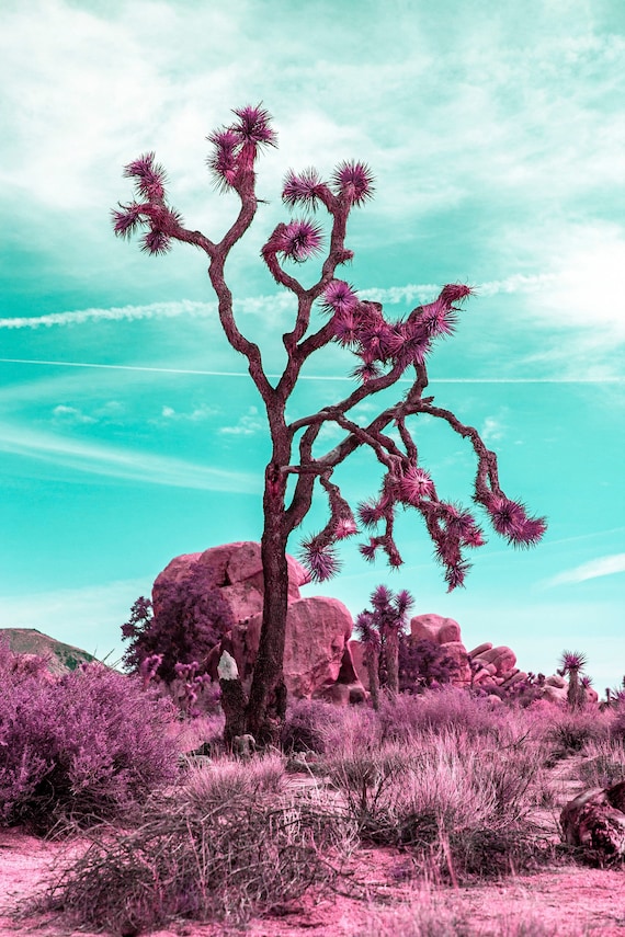 Infrared Wallpaper