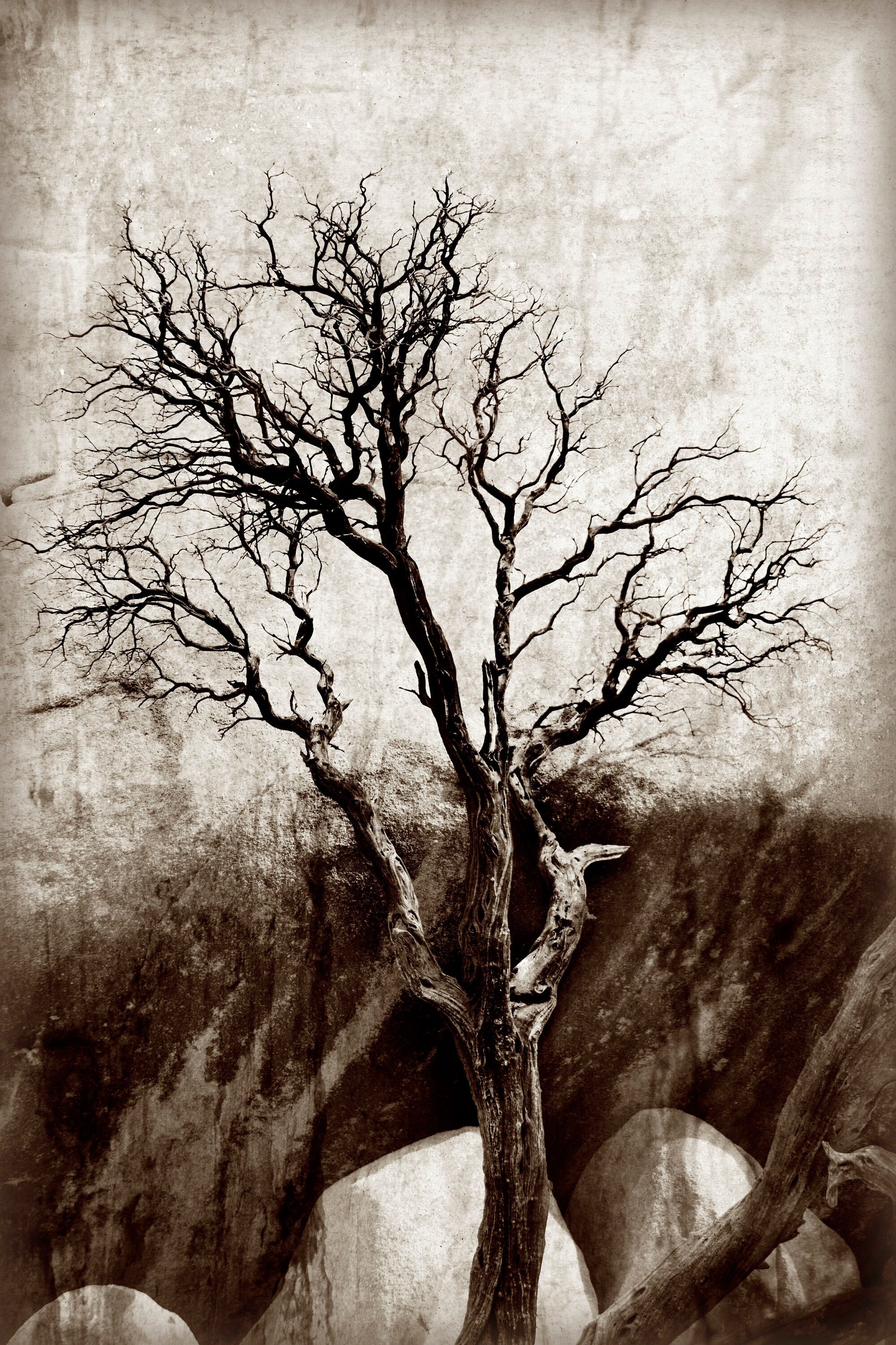 Dead Trees Black And White Photography