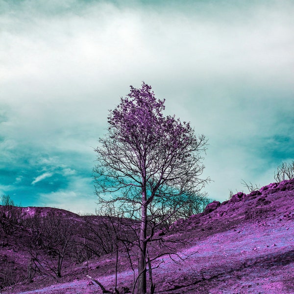 Infrared Photo - Etsy