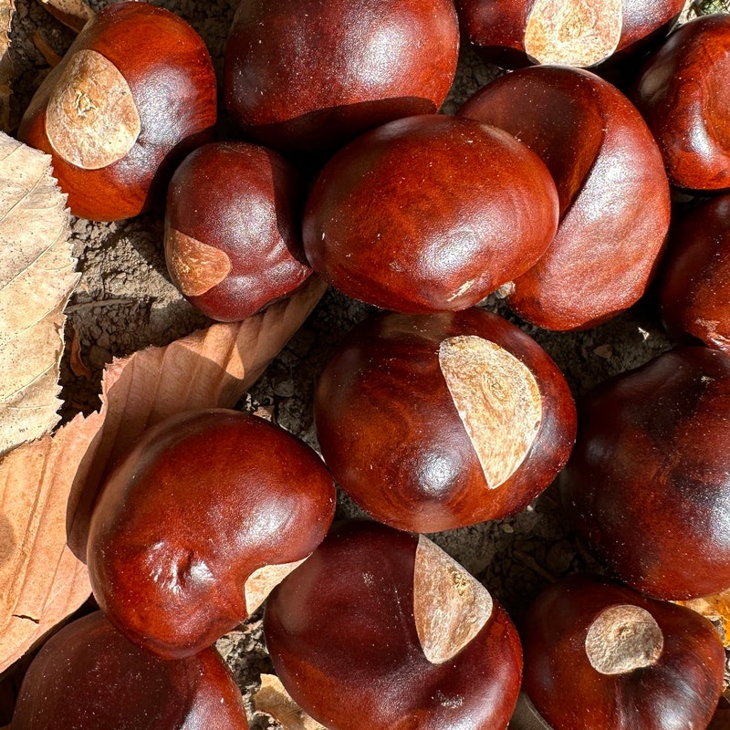 Buckeye Tree - Etsy