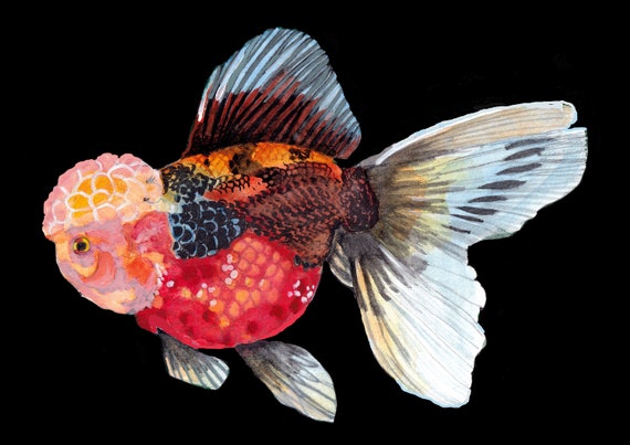 Oranda Goldfish Fish Painting Art Print | Etsy