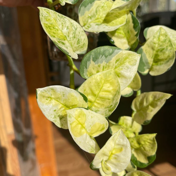 Japanese Global Pothos - Etsy