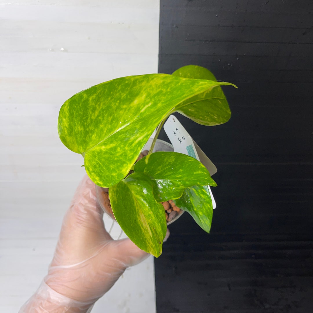 Pothos Teruno 1 Valencia Terunoworld Series Epipremnum Aureum Read ...