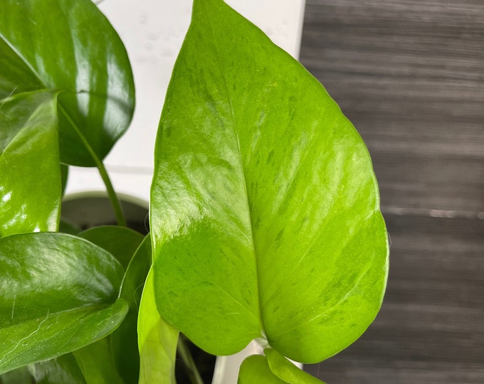 Teruno Venus Pothos cutting Pic 3 - Etsy