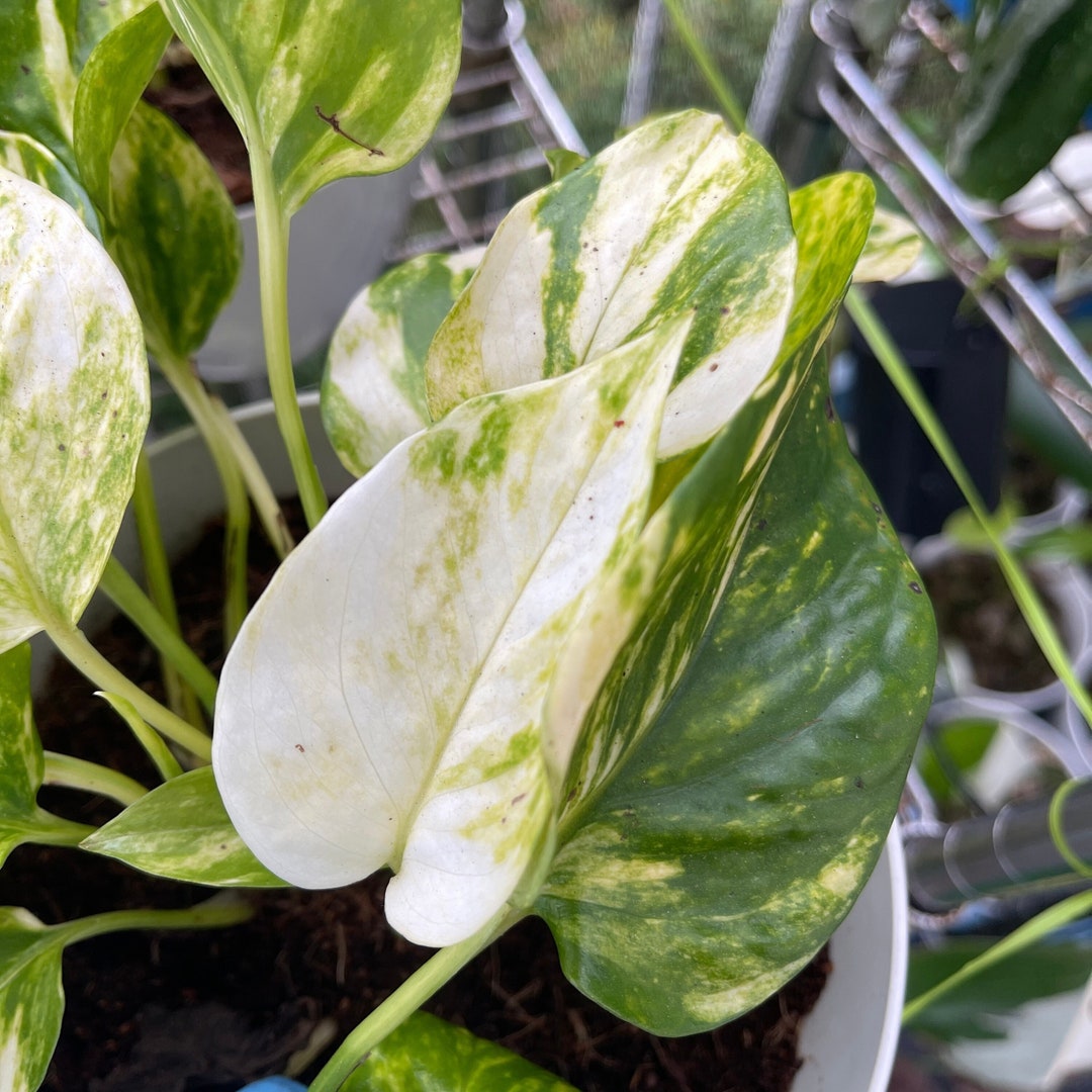 Pothos Teruno 8 Junior Terunoworld Series Epipremnum Aureum Shipping ...