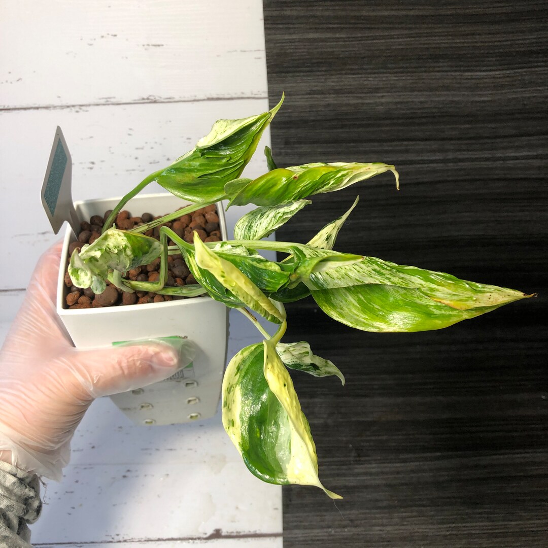 Pothos Teruno 18 Love Song Terunoworld Series Read Description for ...