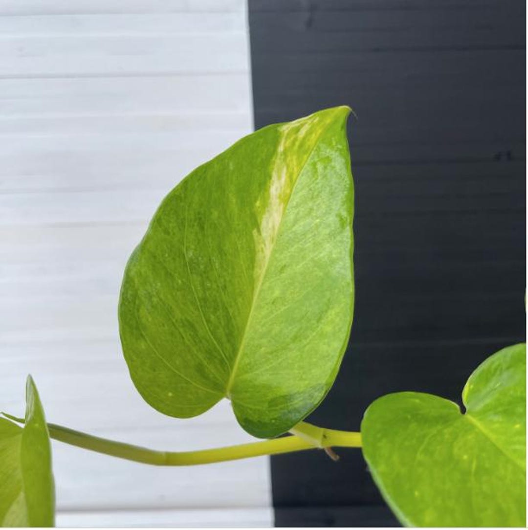 Pothos Teruno 25 Moonlight Terunoworld Series Epipremnum Aureum ...