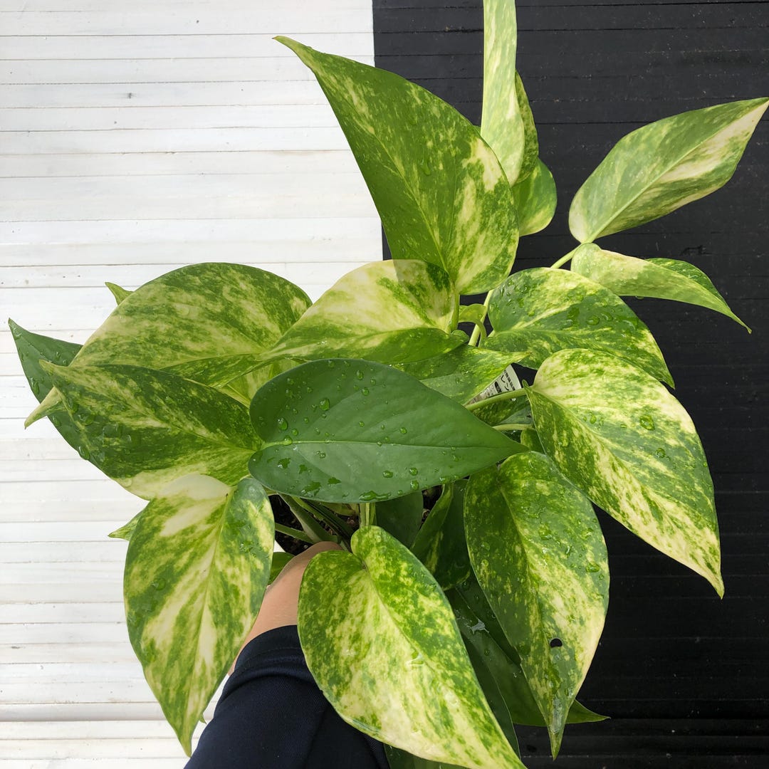 Pothos Teruno #1 Valencia | Terunoworld Series | Epipremnum Aureum ...