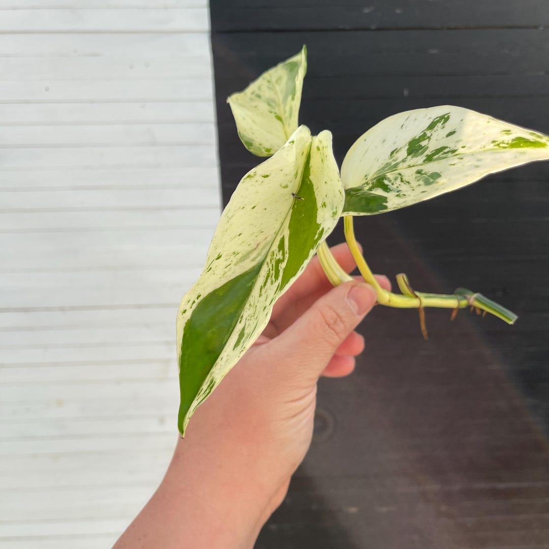 Pothos Teruno #5 Fanfare | Terunoworld Series | Epipremnum Aureum ...