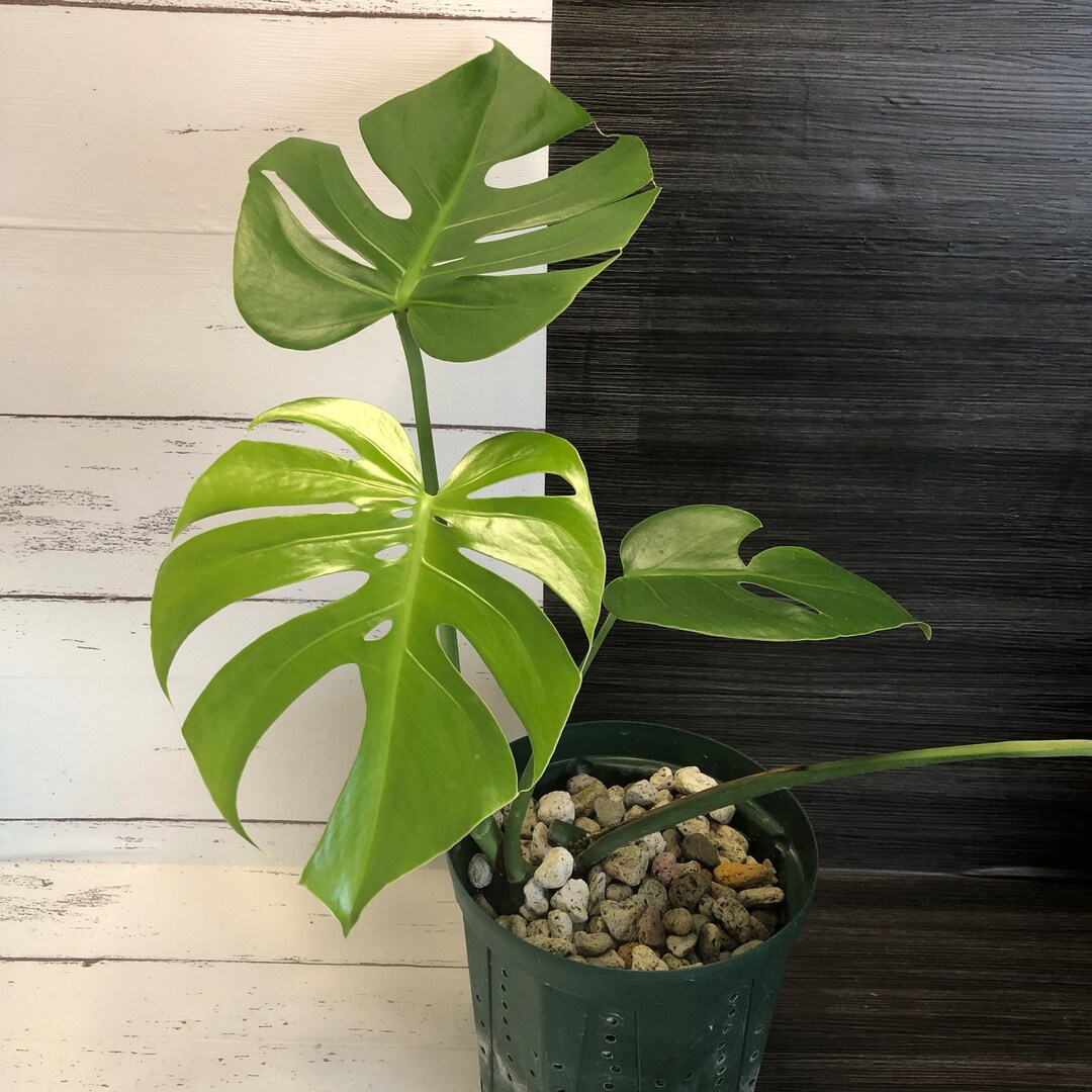 Monstera Deliciosa 'compacta' Dwarf Monstera Free Phyto Read ...