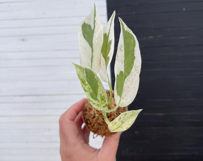 Himiko Teruno Pothos - Etsy