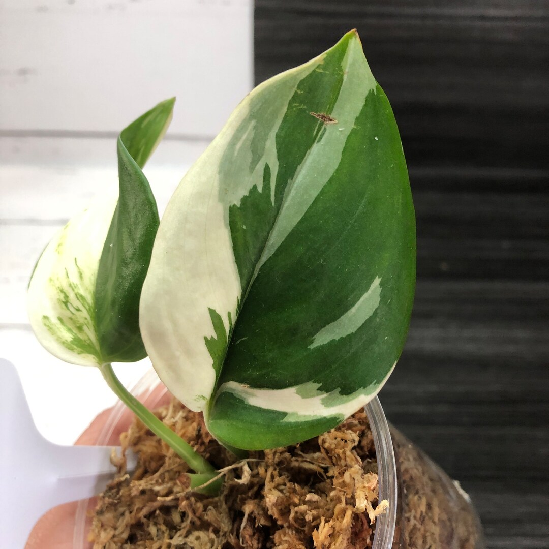 Variegated Scindapsus Treubii Moonlight 3424 Free Phyto Certificate ...