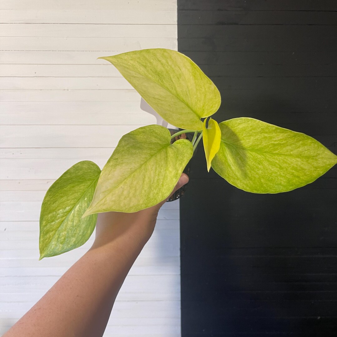 Pothos Teruno #4 Hana Hana | Terunoworld Series | Epipremnum Aureum ...