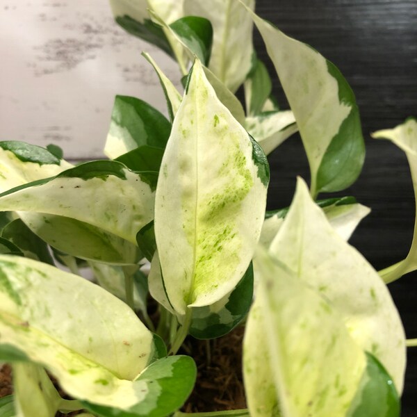 Japanese Global Pothos - Etsy