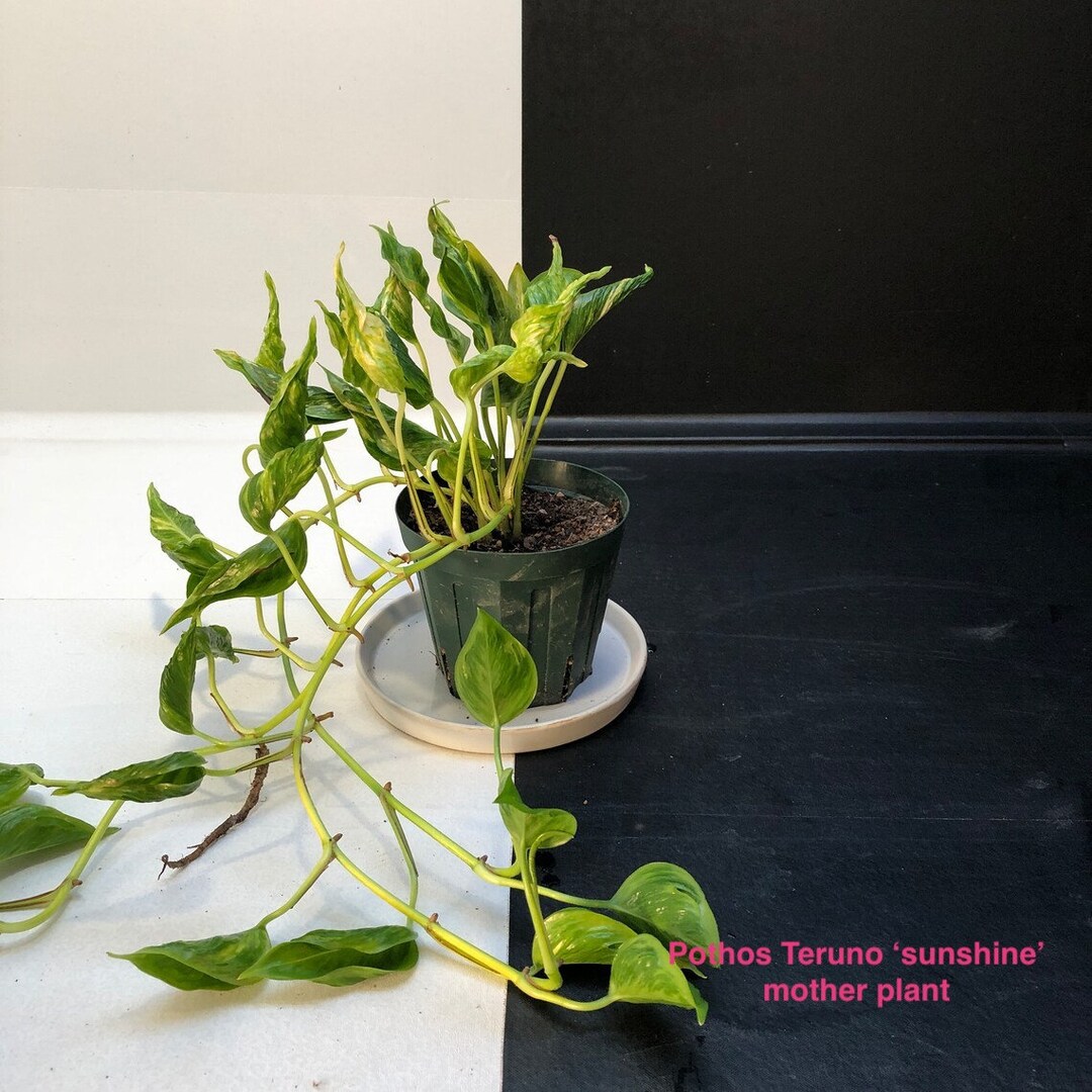 Pothos Teruno 11 Sunshine Terunoworld Series Epipremnum Aureum Read ...