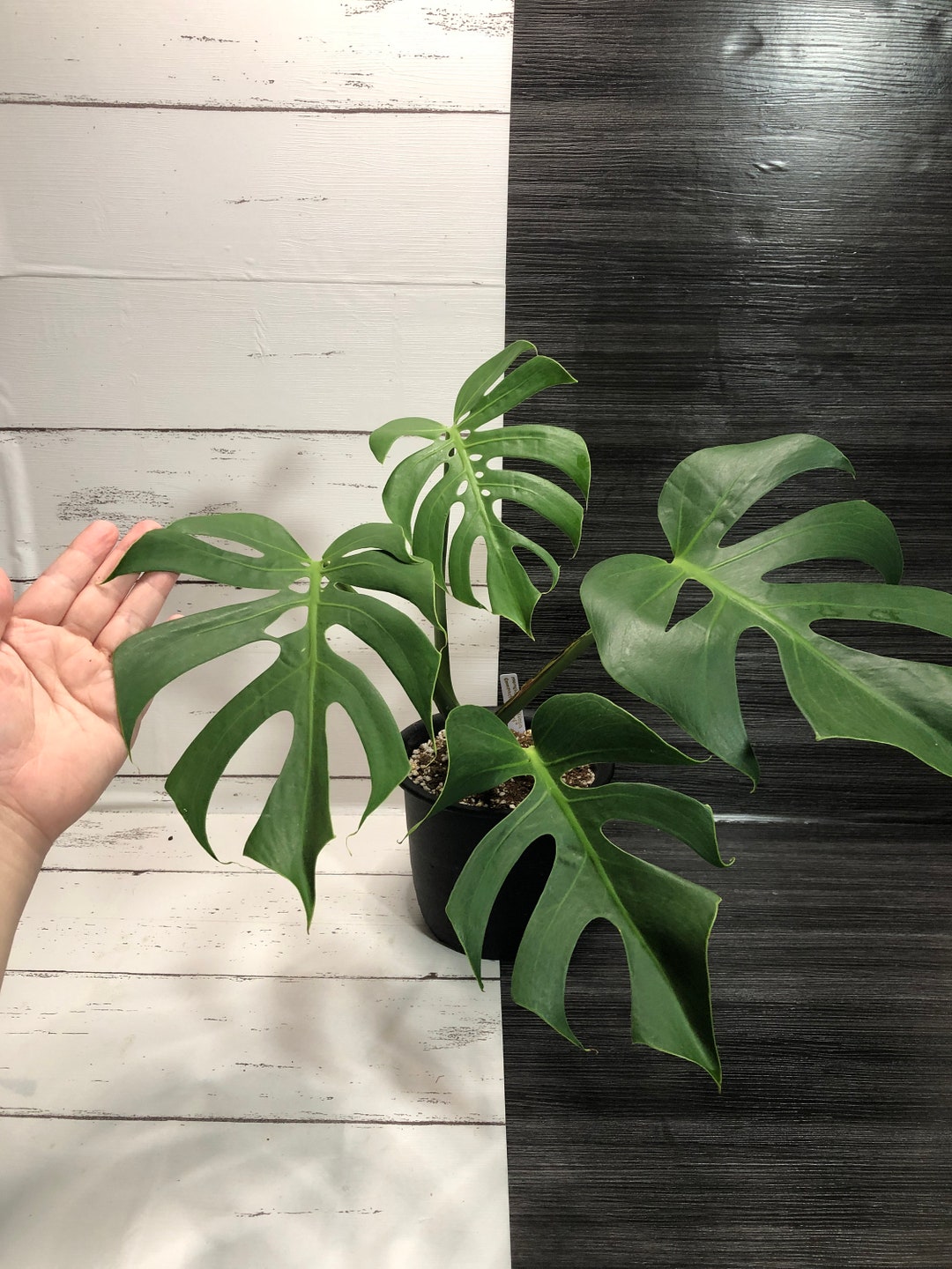 Monstera Deliciosa 'compacta' Dwarf Monstera Free - Etsy