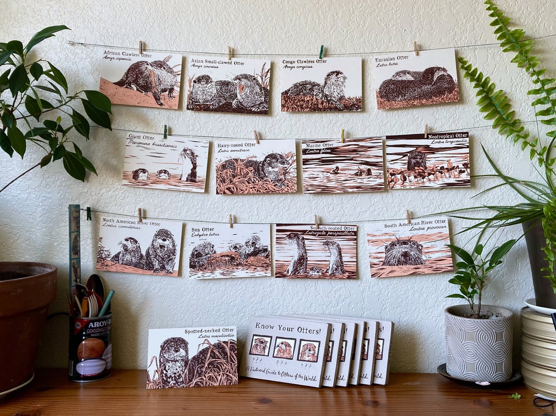 Know Your Otters: a Postcard Guide to Otters of the World - Etsy