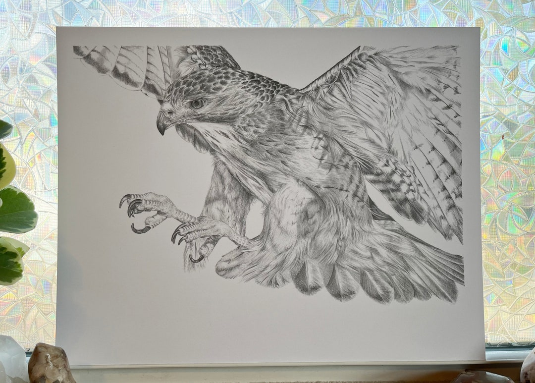 Red Tailed Hawk Print - Etsy