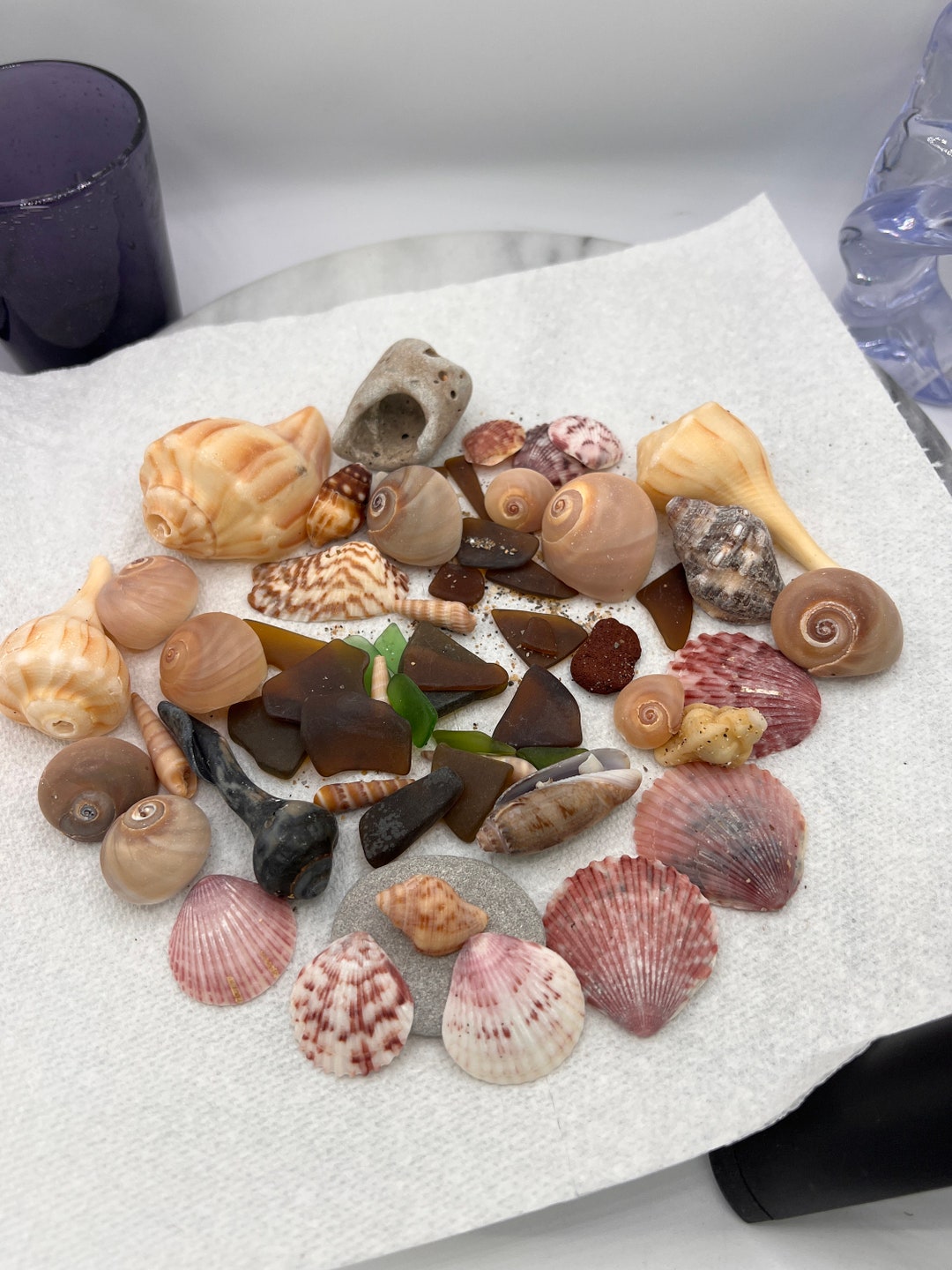 Genuine Florida Beach Shells, Sea Glass, Lightning Whelk Shell and ...
