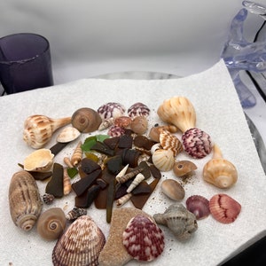 Genuine Florida Beach Shells, Sea Glass, Lightning Whelk Shell and ...