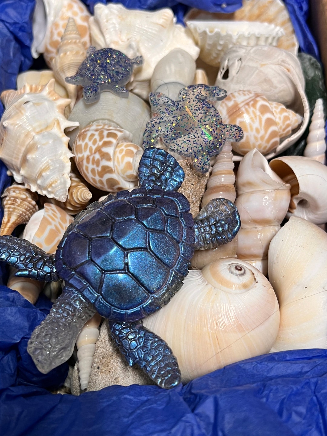 Beach Shells, Genuine Florida Beach Shells and Sea Glass, Bulk of ...