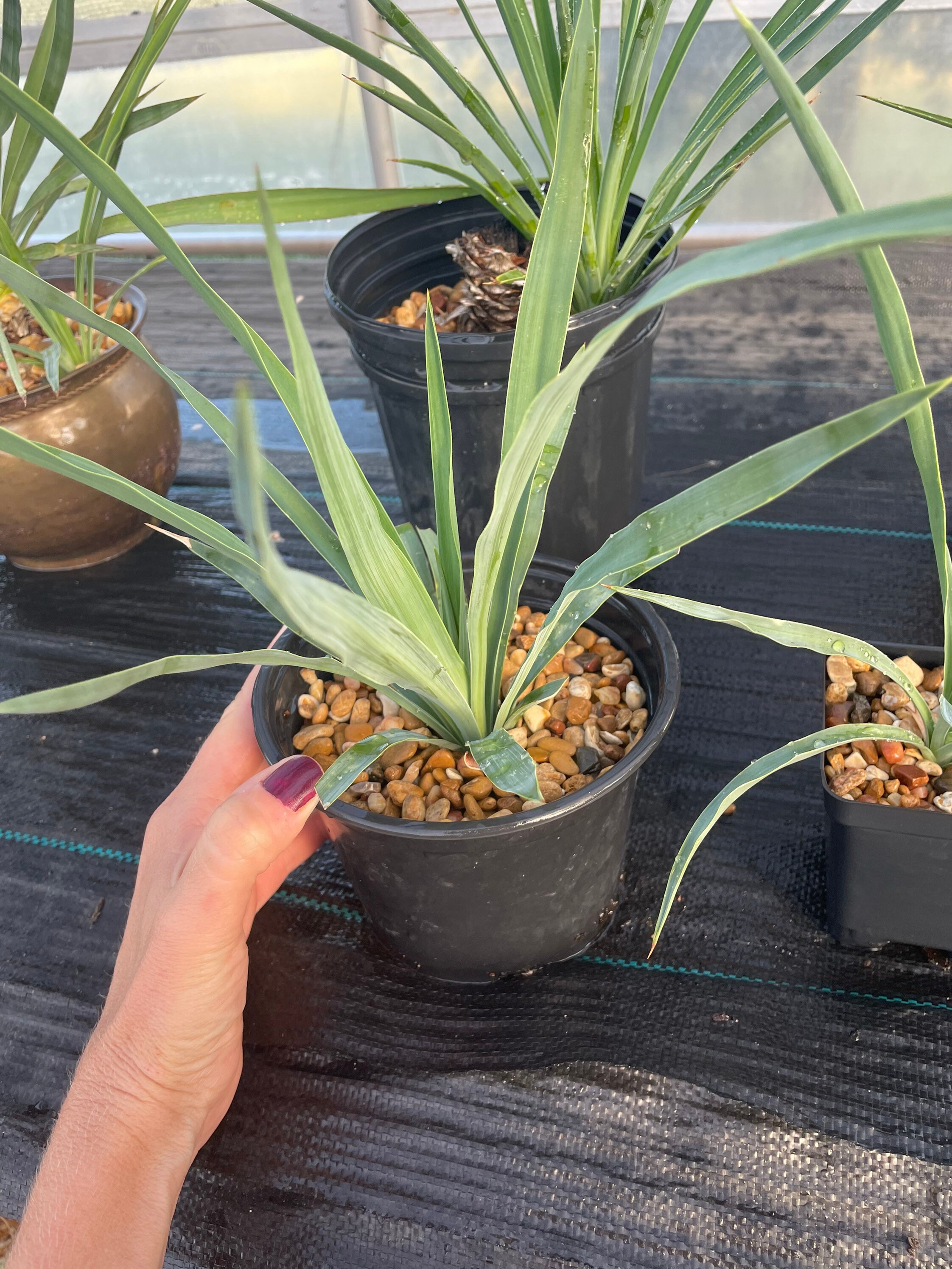 Adams Needle - Yucca Filamentosa - Etsy