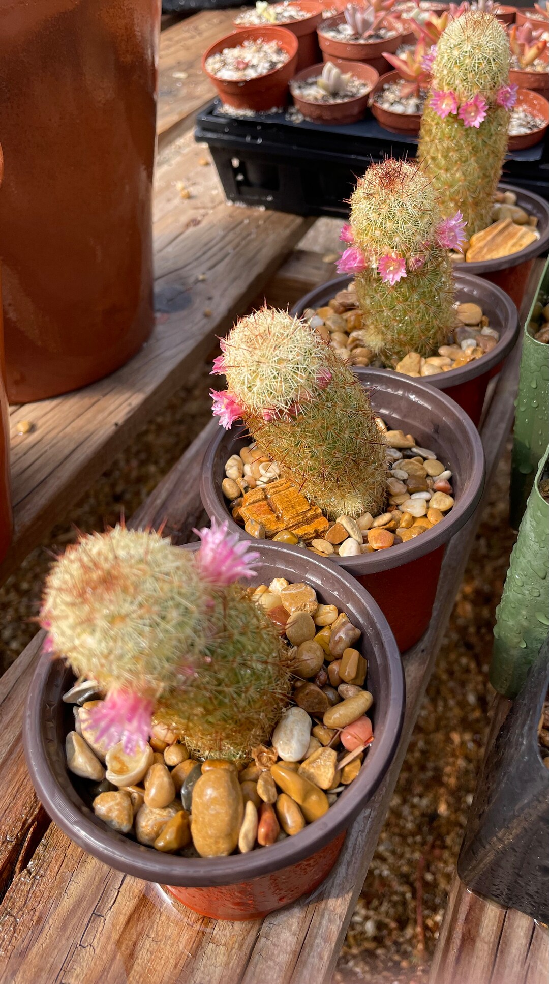 Mammillaria Elongata Pink Nymph - Etsy