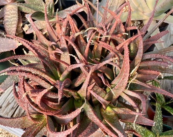 4" Aloe Hybrid [firecracker] - Etsy