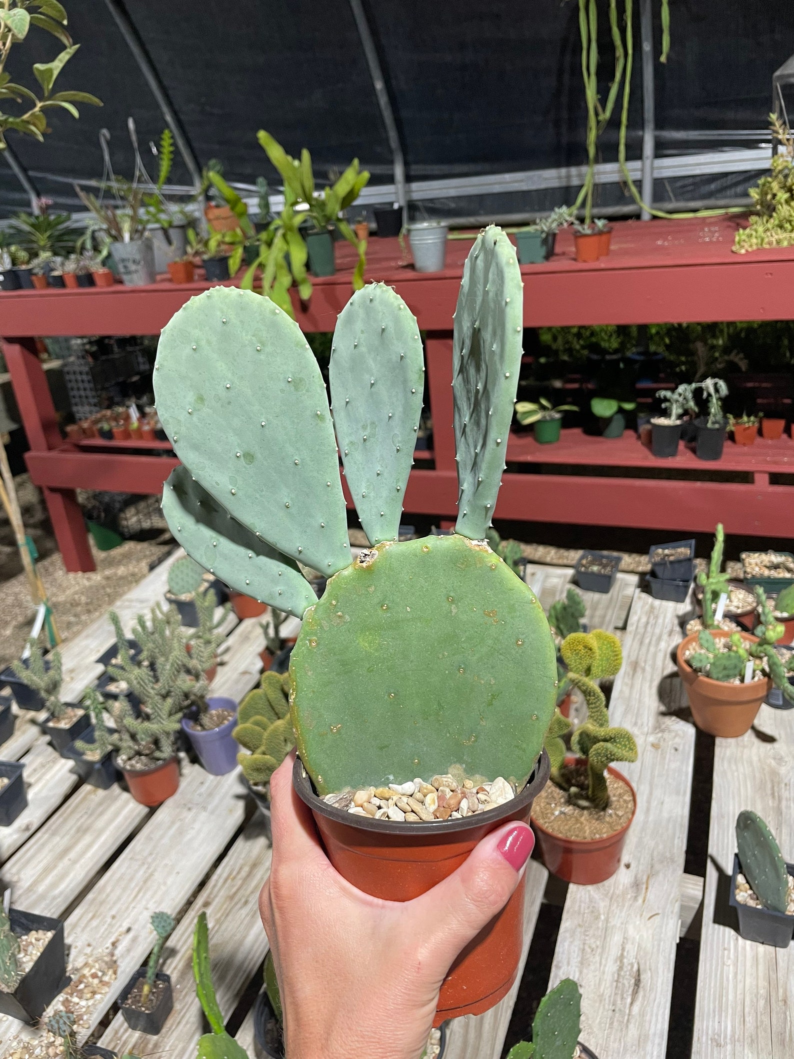 Spineless Prickly Pear Opuntia Cacanapa Ellisiana - Etsy