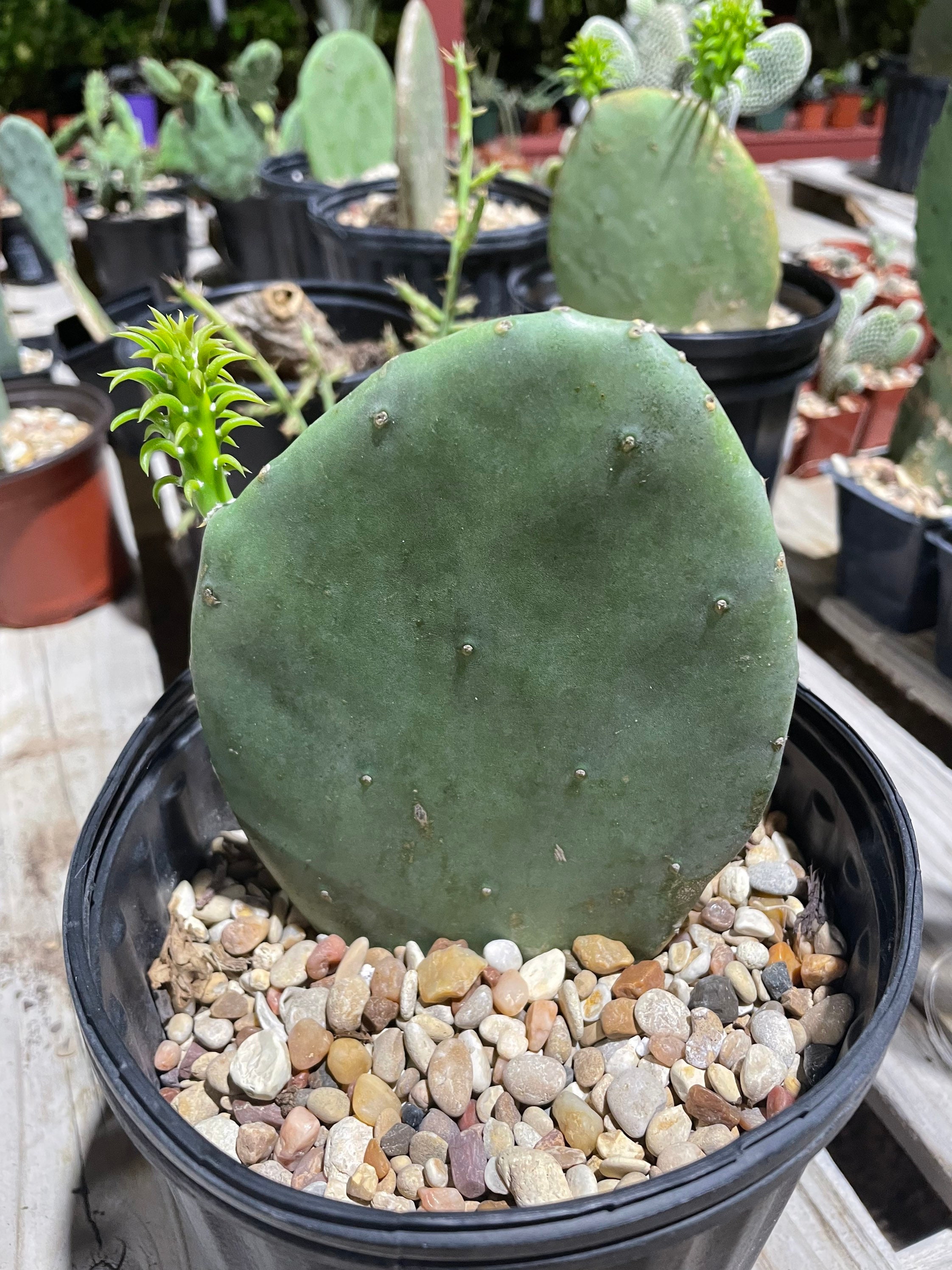 Spineless Prickly Pear Opuntia Cacanapa Ellisiana - Etsy