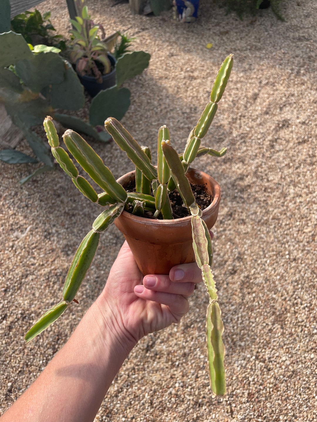 Cactus Cucumber - Vedlt Grape - Etsy