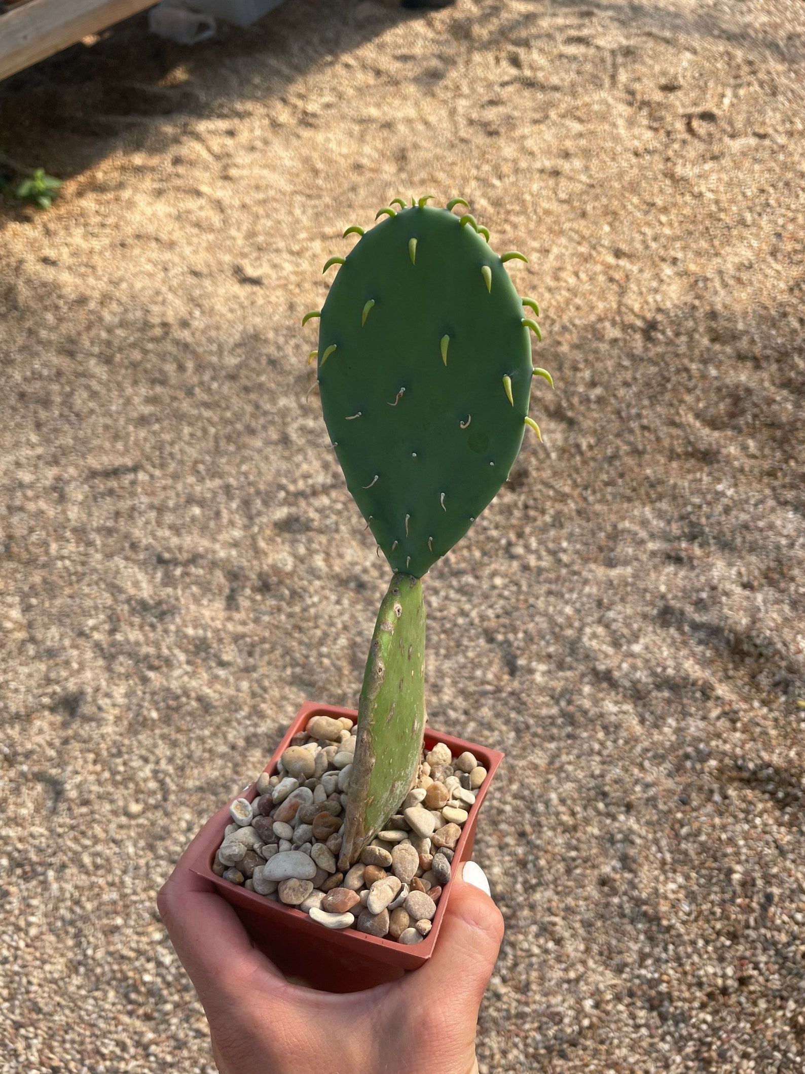 Spineless Prickly Pear Opuntia Cacanapa Ellisiana | Etsy