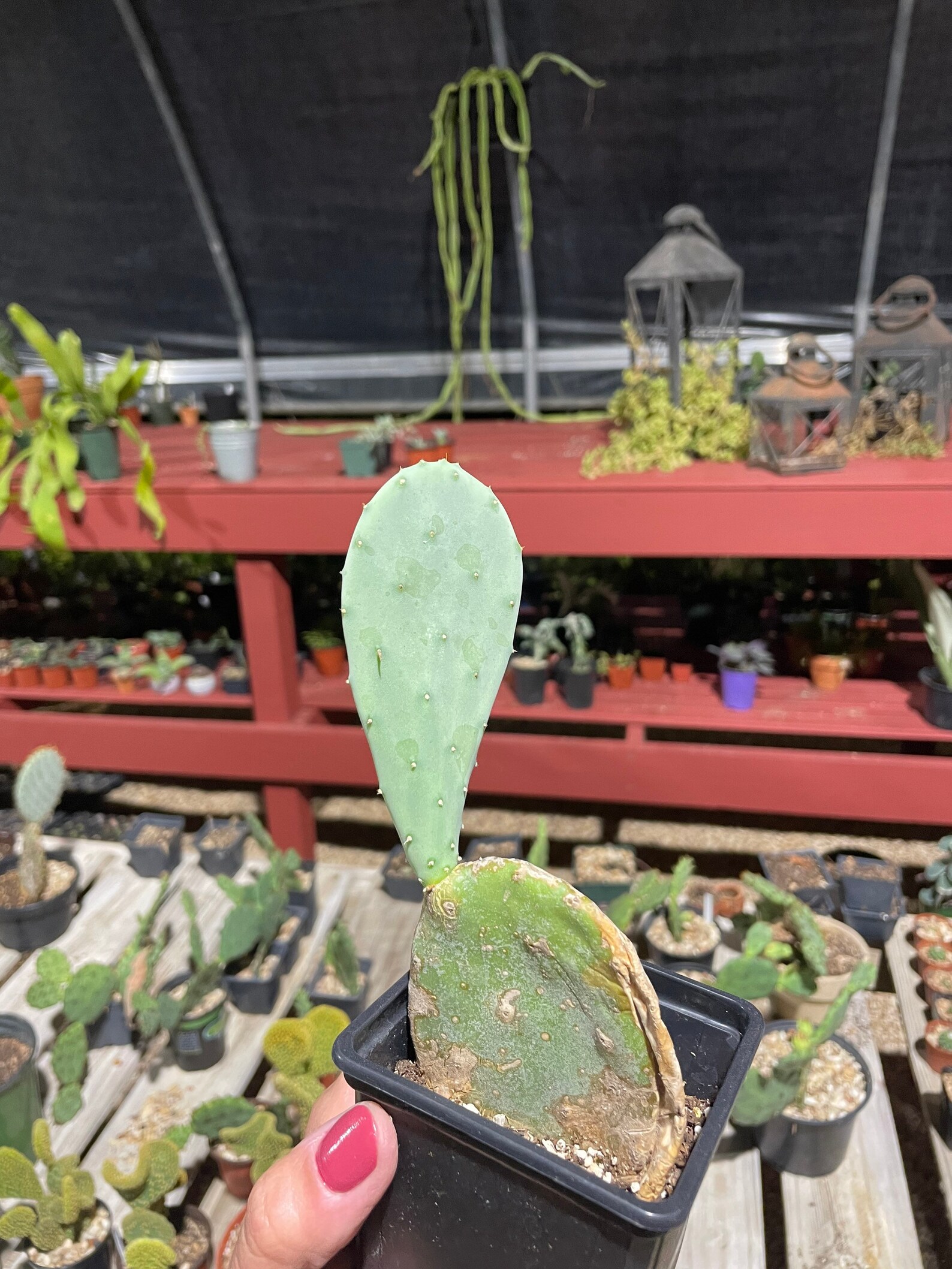 Spineless Prickly Pear Opuntia Cacanapa Ellisiana - Etsy