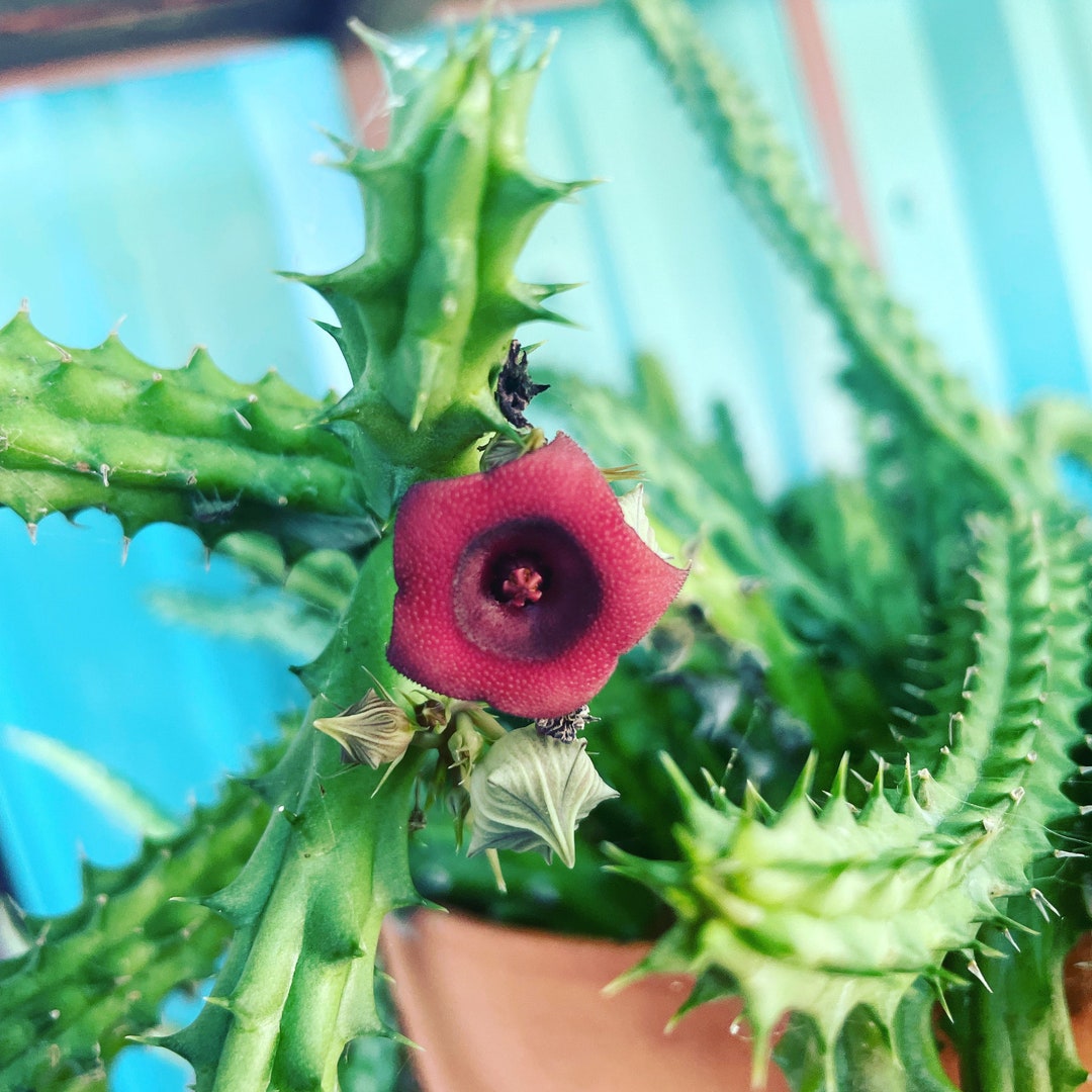 Red Dragon Flower - Huerina Schneiderian - Etsy