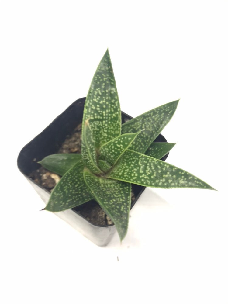 Gasteria Flow Spiky Aloe | Etsy