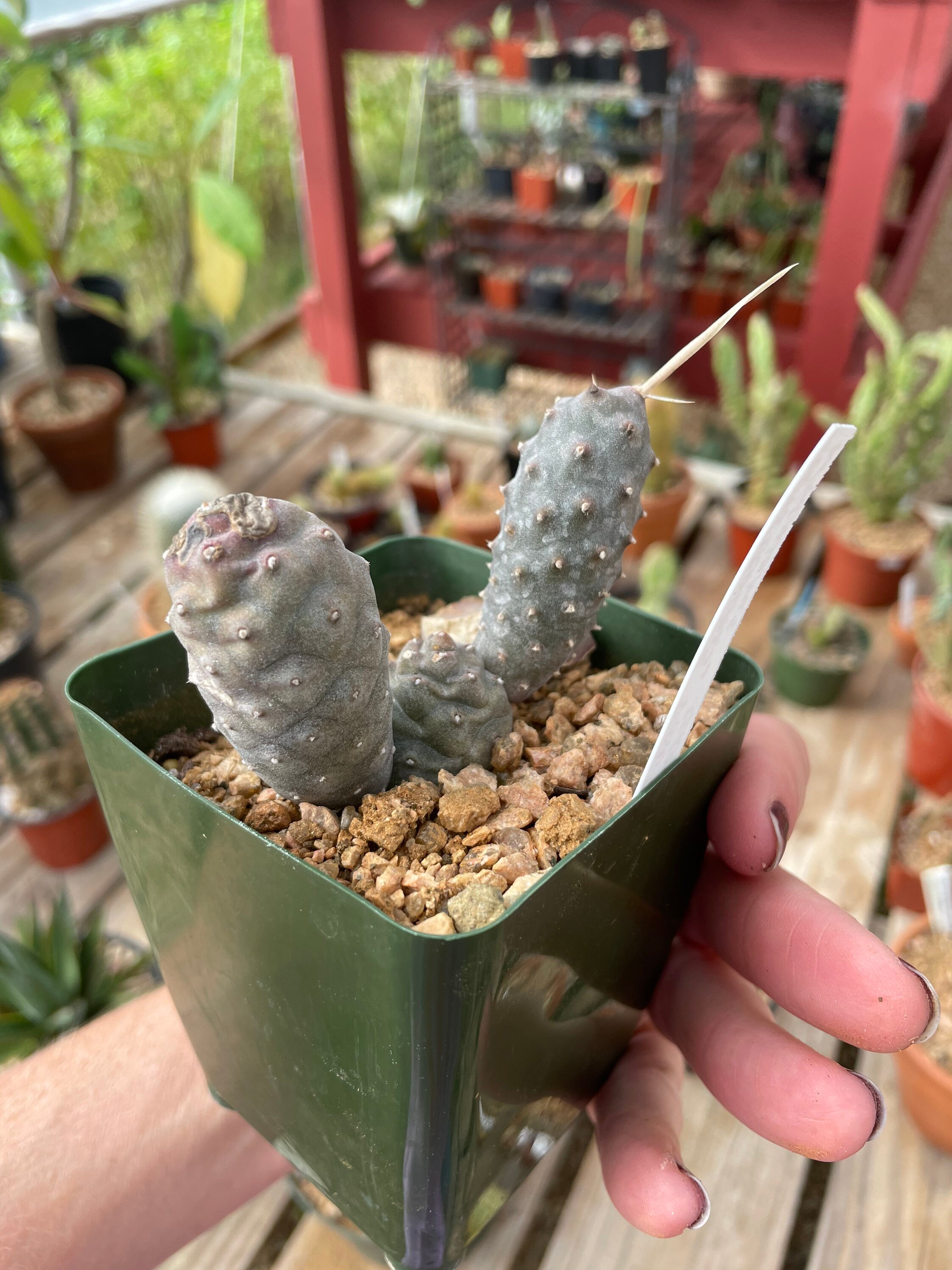 Pine Cone Cactus - Tephrocactus Articulatus - Etsy