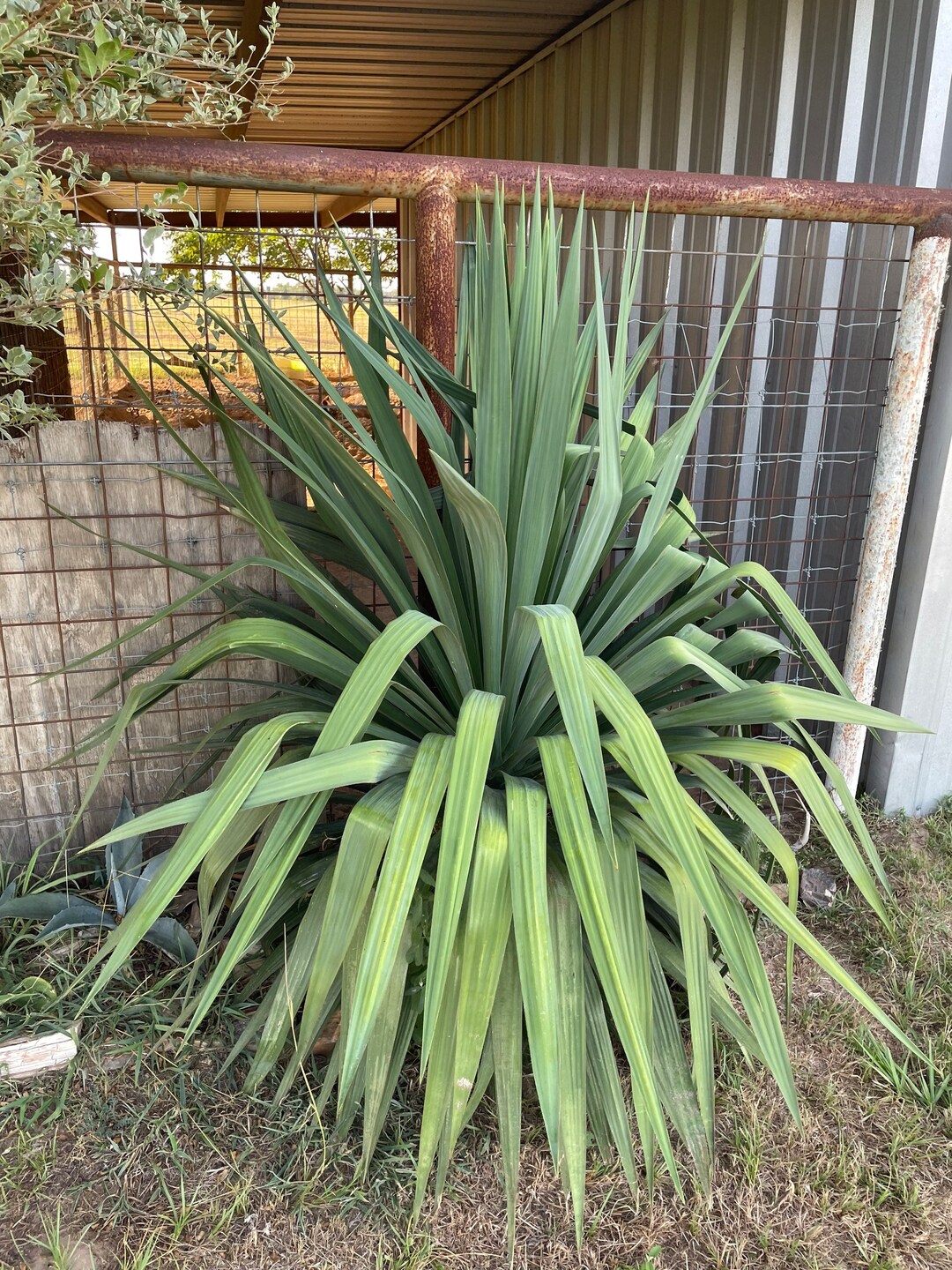 Adams Needle - Yucca Filamentosa - Etsy