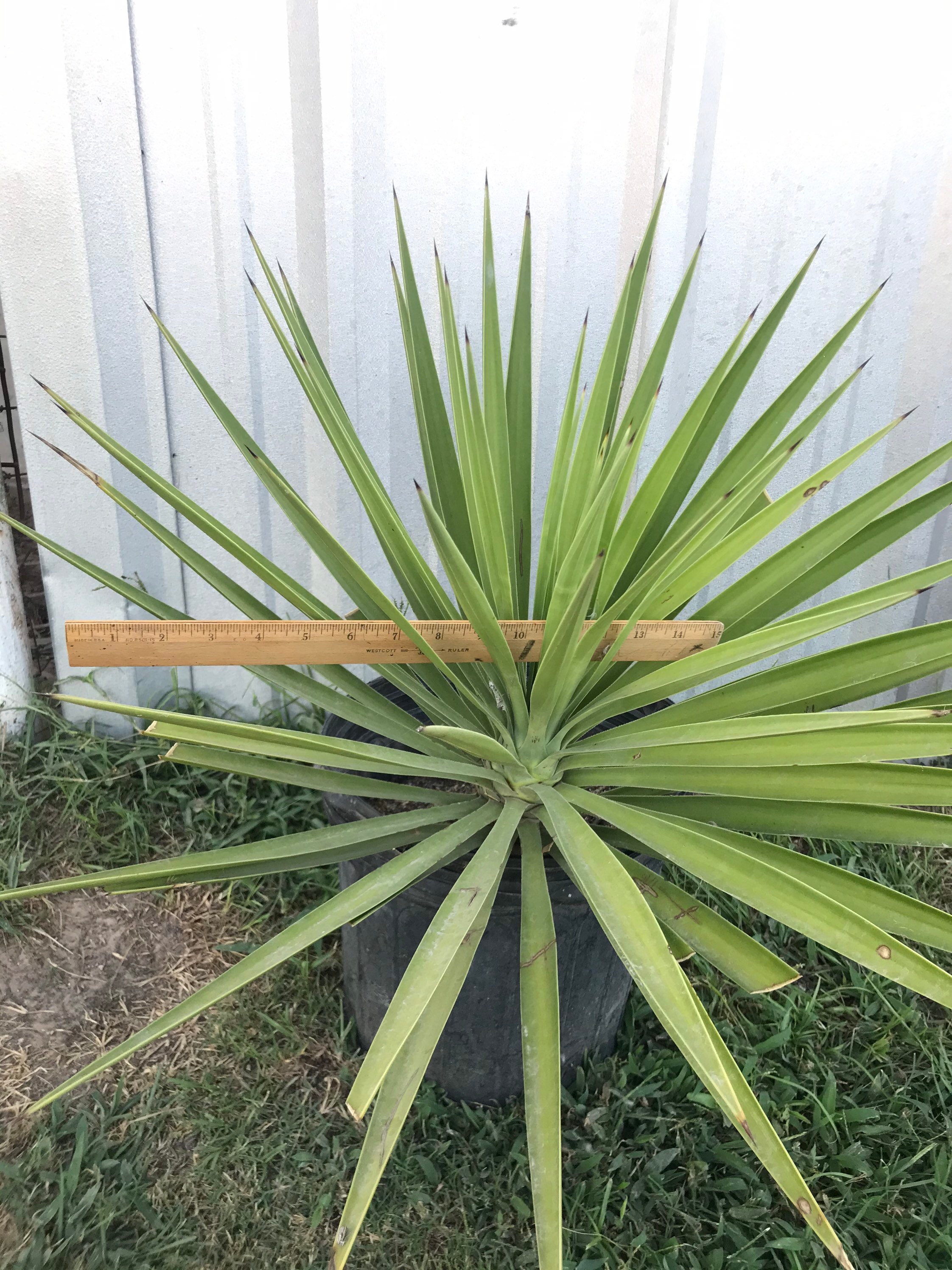 Spanish Dagger - Yucca Aloifolia - Etsy