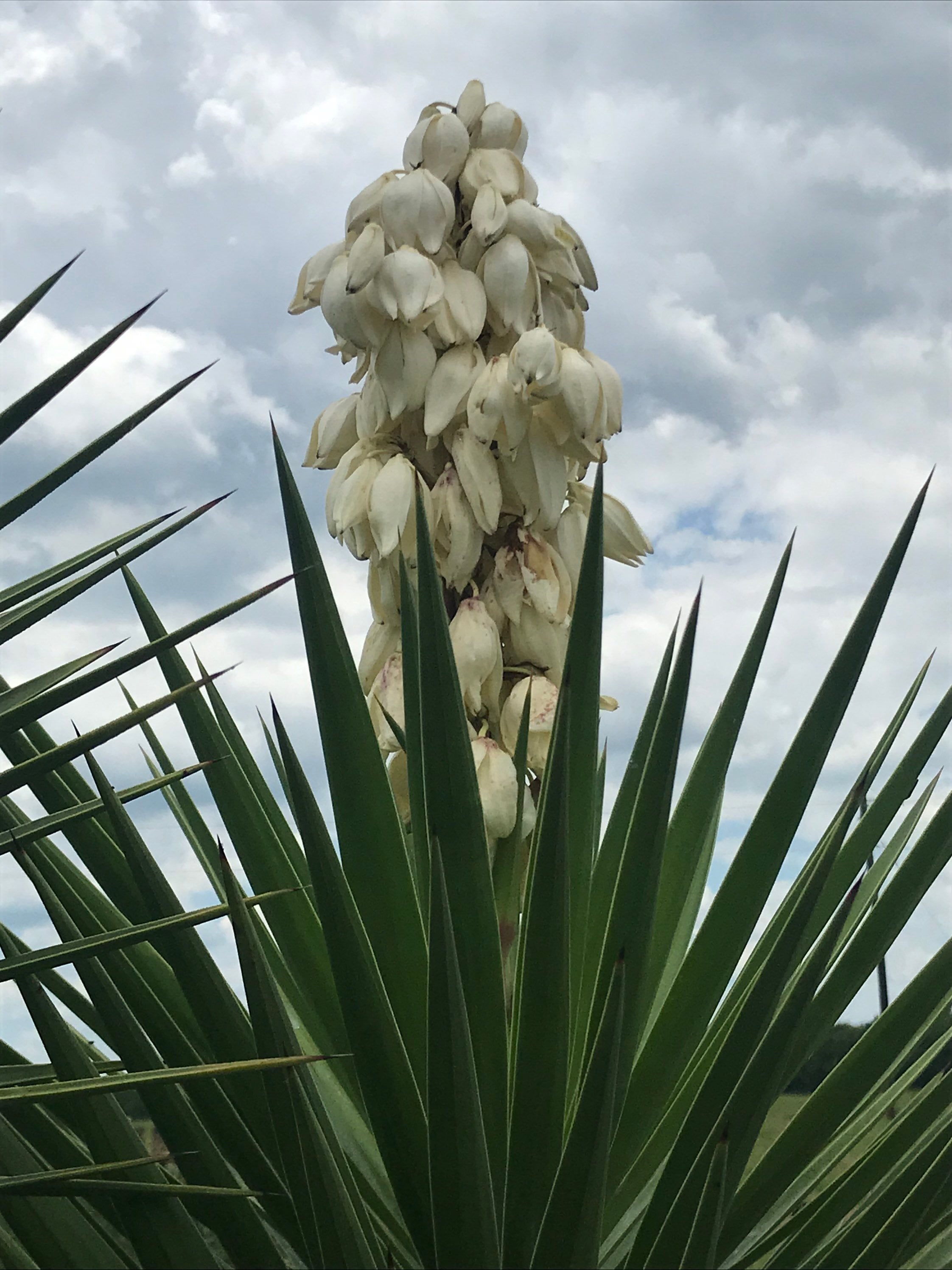 Spanish Dagger - Yucca Aloifolia - Etsy