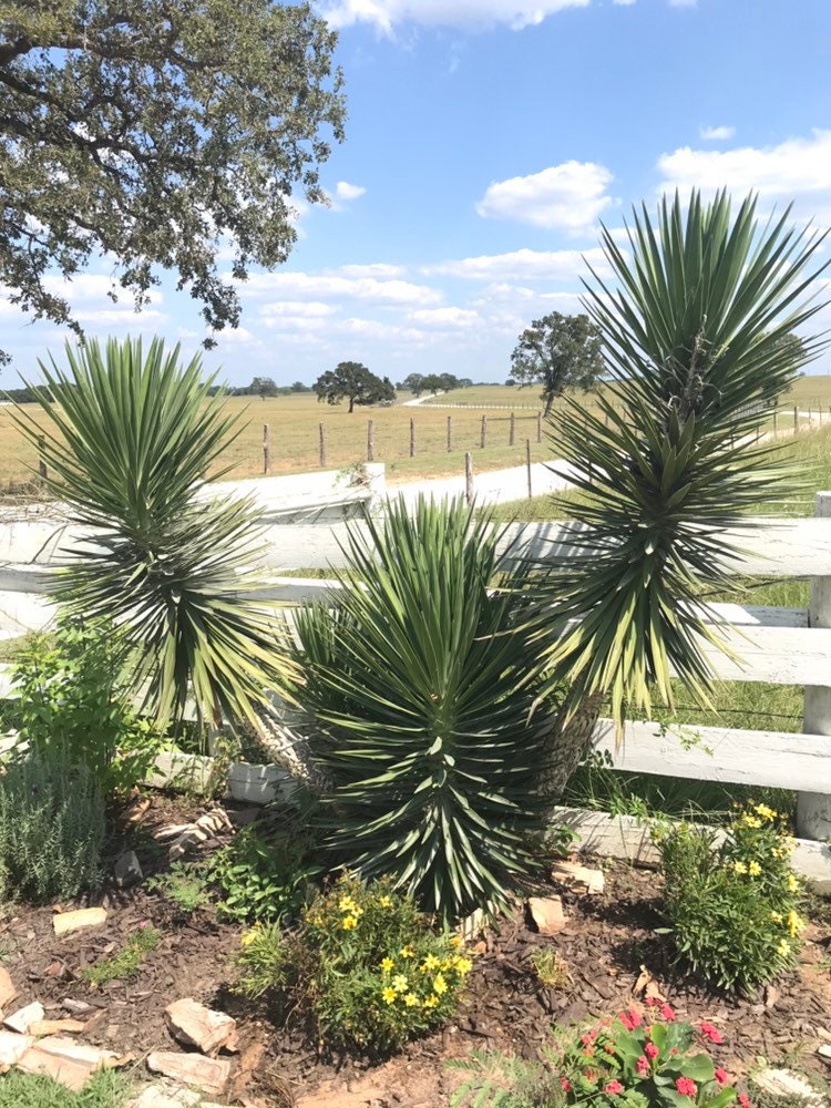 Spanish Dagger - Yucca Aloifolia - Etsy