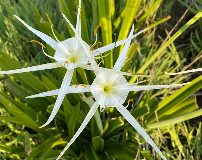 Hymenocalliis Littoralis Spider Lilly - Etsy